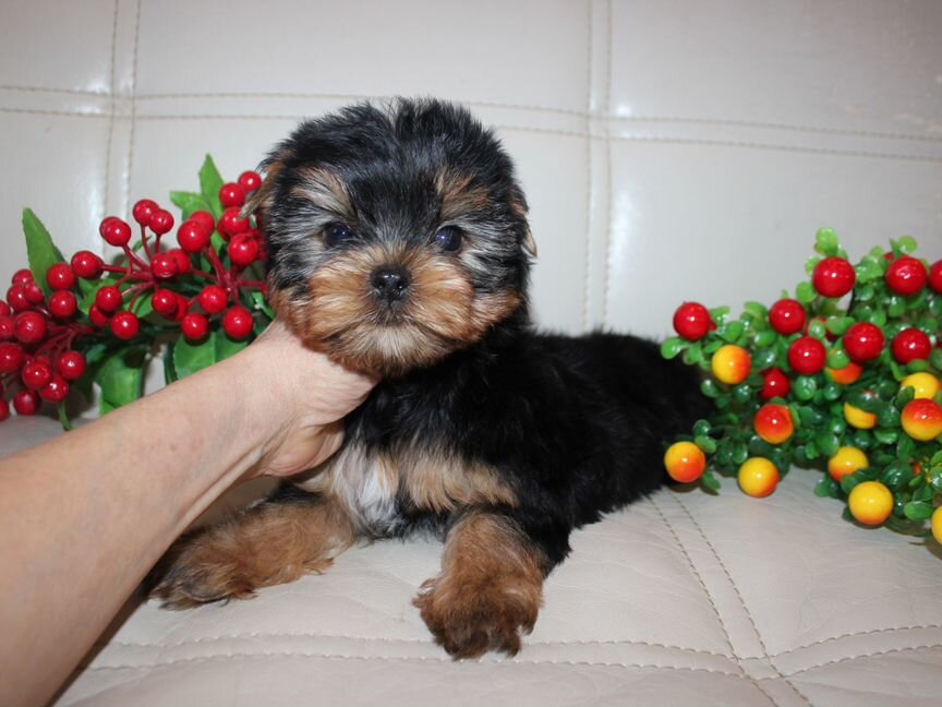 Очень красивый малыш йоркик 2,5 мес с документами