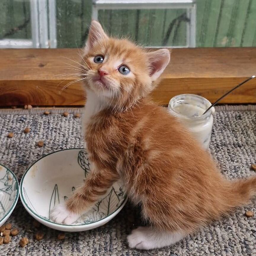Котёнок в добрые руки
