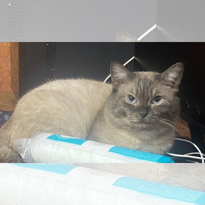 Сиамский котёнок