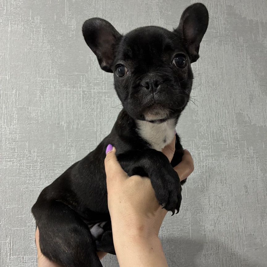 Французский бульдог, щенок