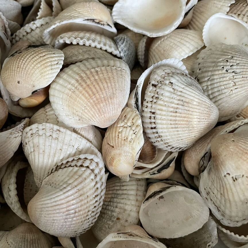 Морские ракушки