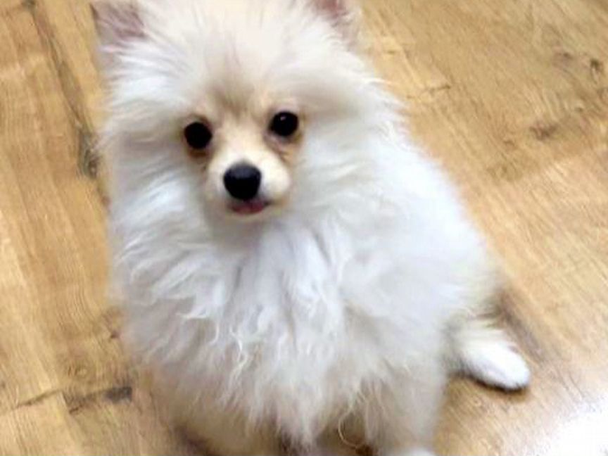 Померанский шпиц подросток