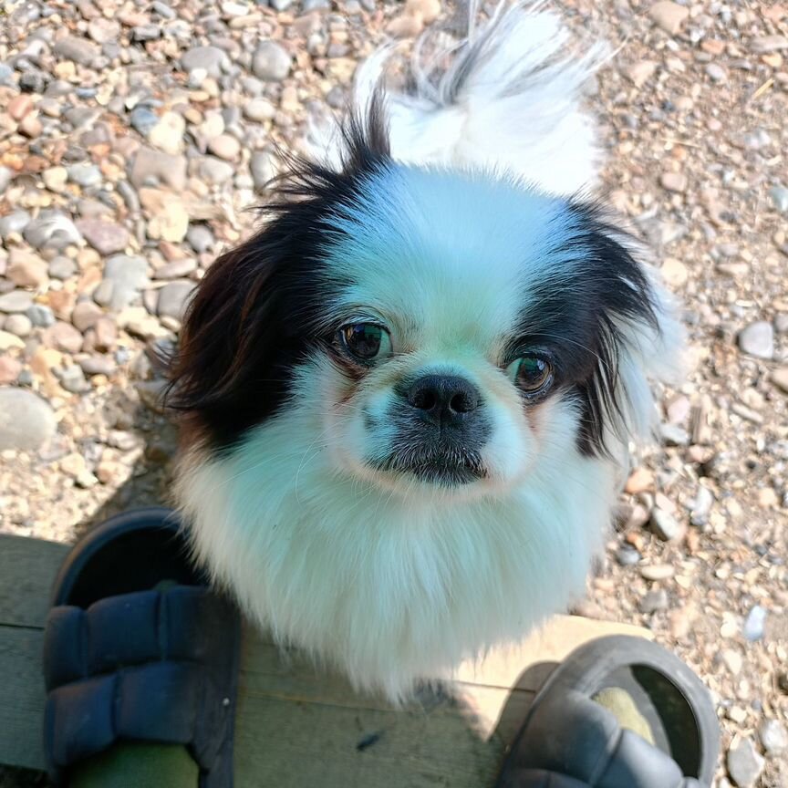 Пекинес, взрослый пёс