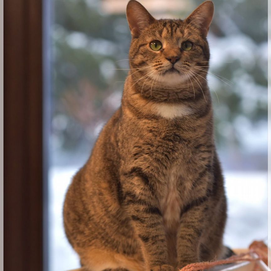 Взрослая, кошка в добрые руки