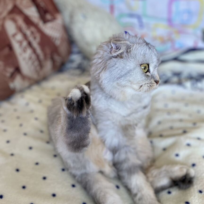 Шотландская вислоухая длинношёрстная, взрослая кошка