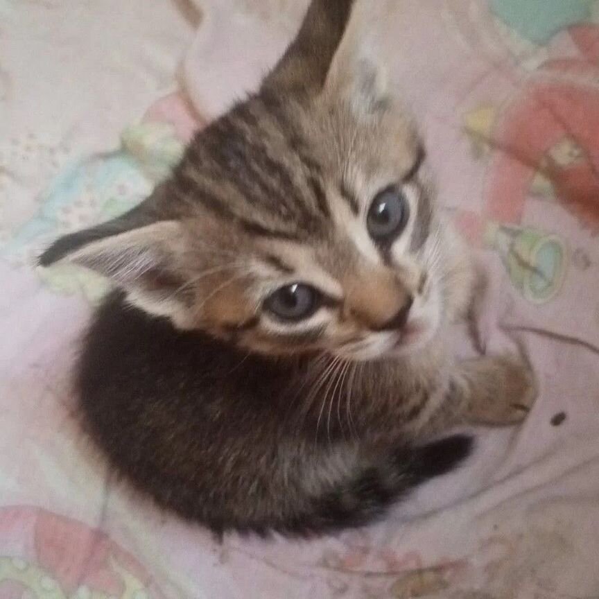 Отдам котенка в добрые руки