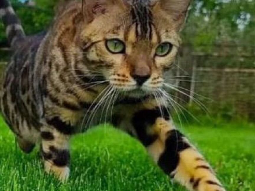 Бенгальские котята розетка на золоте