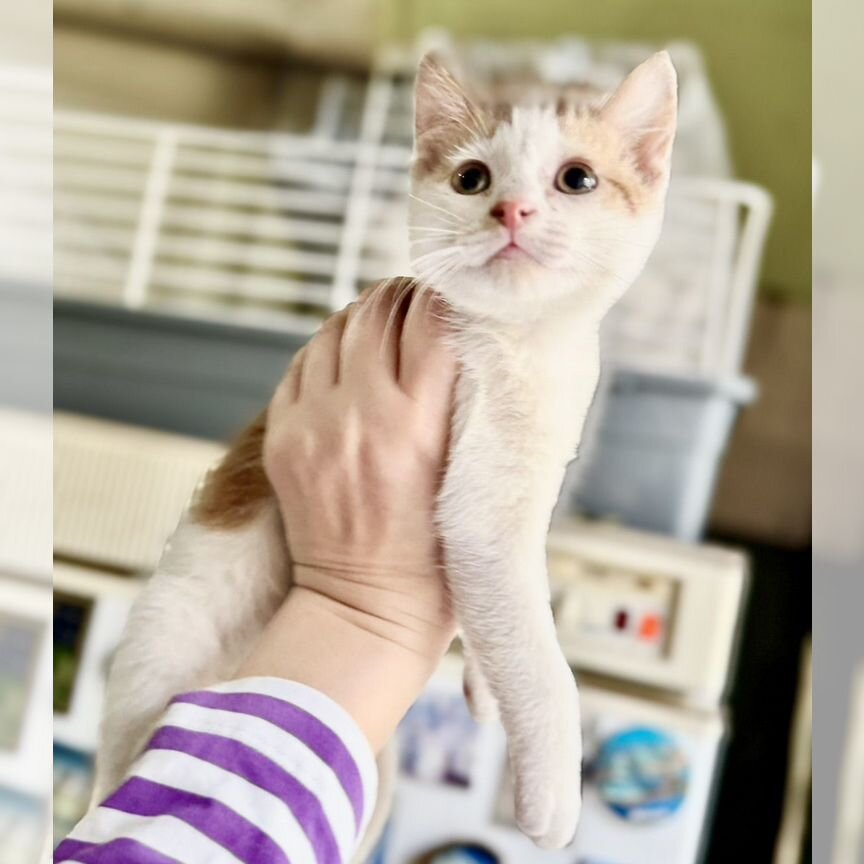 Котёнок в добрые руки