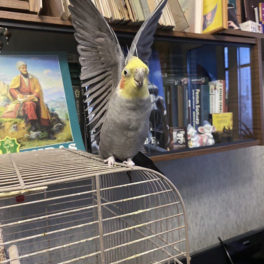 Попугай корелла бесплатно