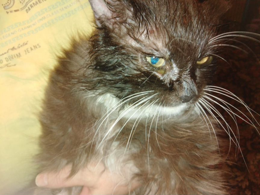 Брошенный которебенок в семью