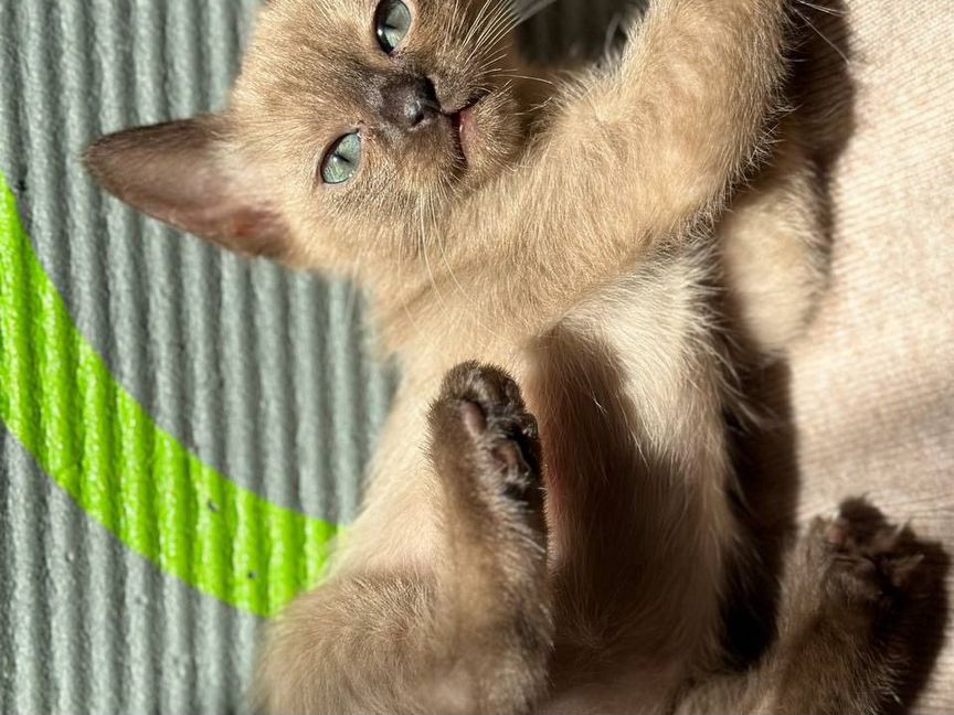 Бурманские котята метисы