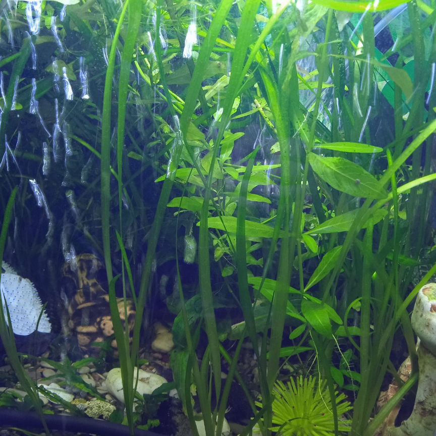Аквариумное растение