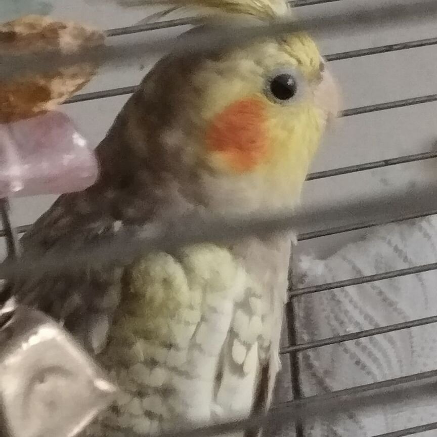 Попугай корелла мальчик