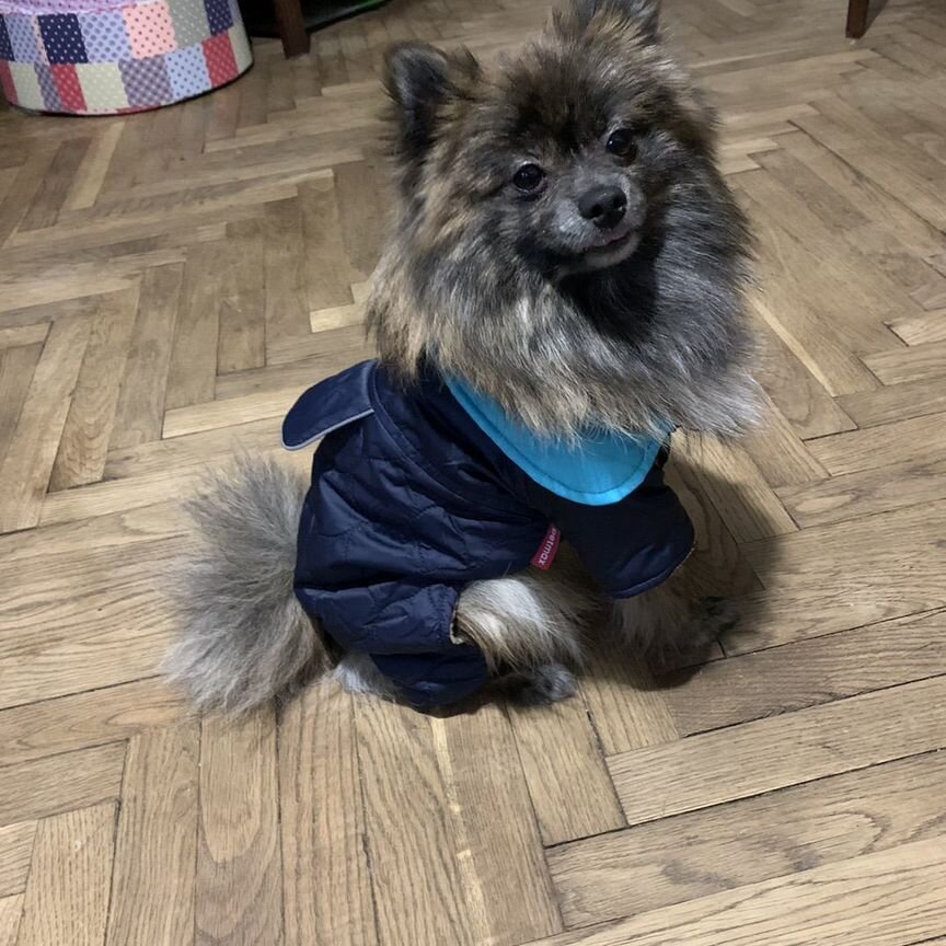 Одежда для собак мелких пород