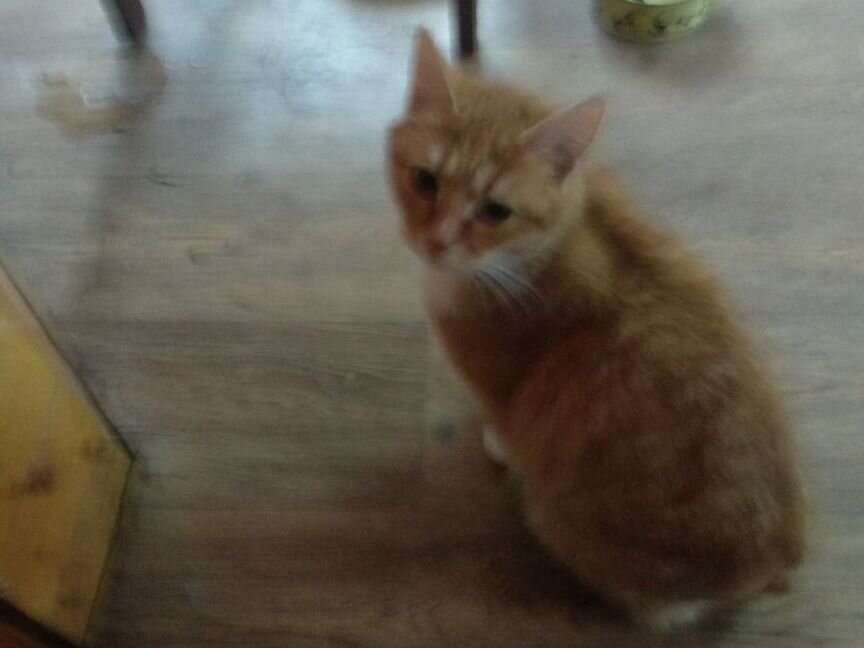 Рыженький котик в добрые руки бесплатно