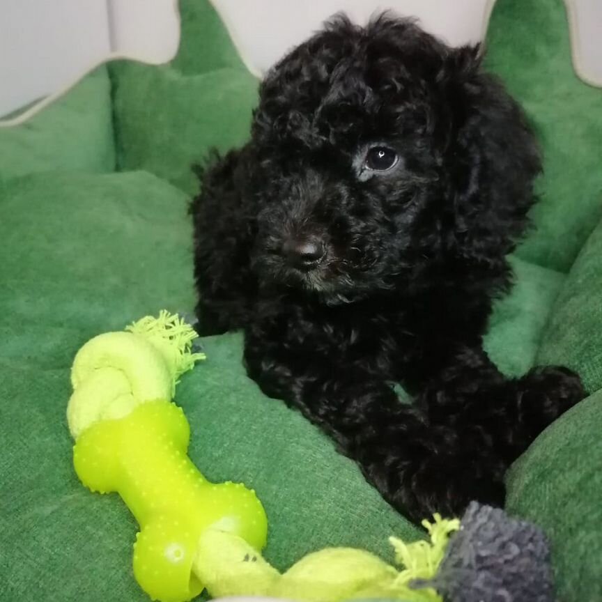 Пудель, щенок