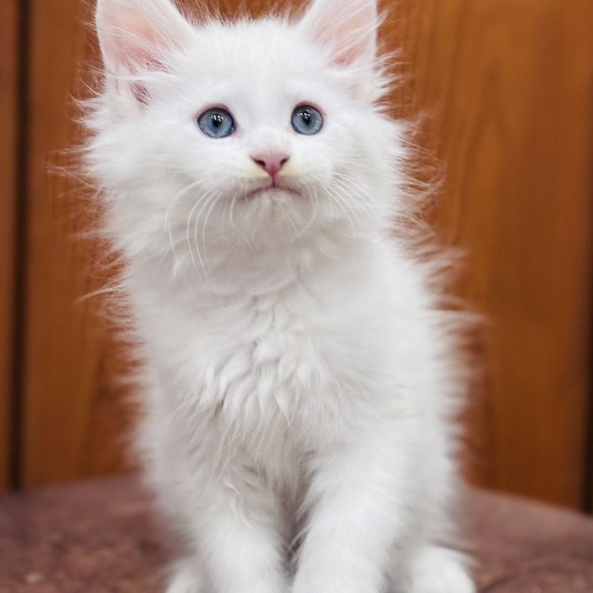 Котик мейн-кун