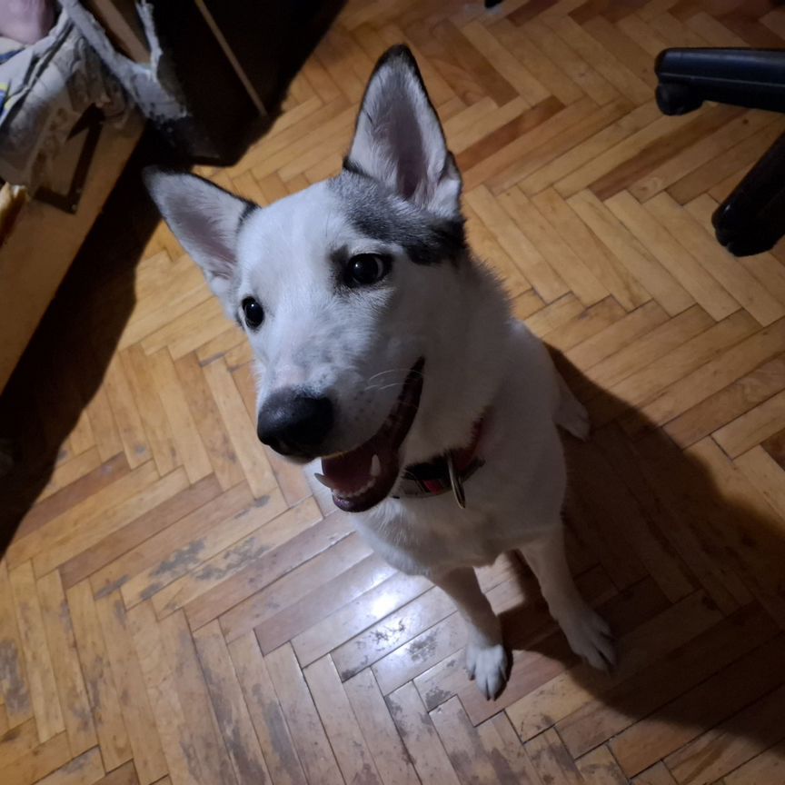 Отдам в добрые руки Хаски