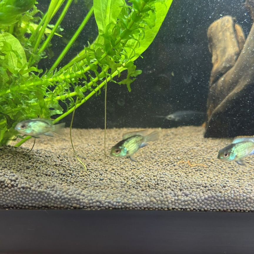 Нанокара блю