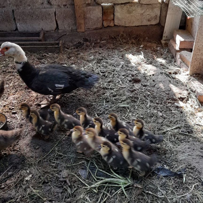 Индоутка мускусная утка, утята