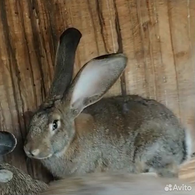 Кролики фландер, великан