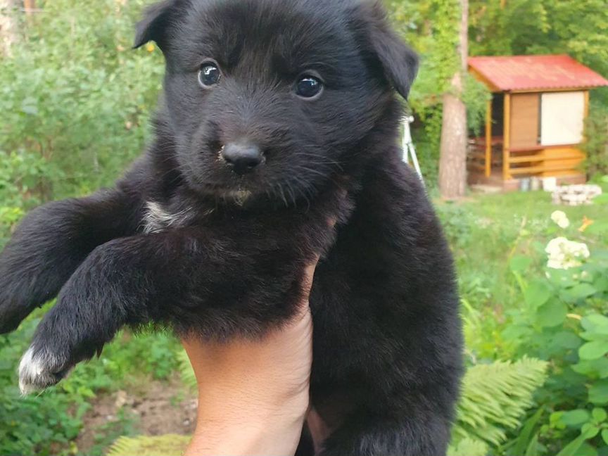 Щенок чёрной овчарки, осталась девочка