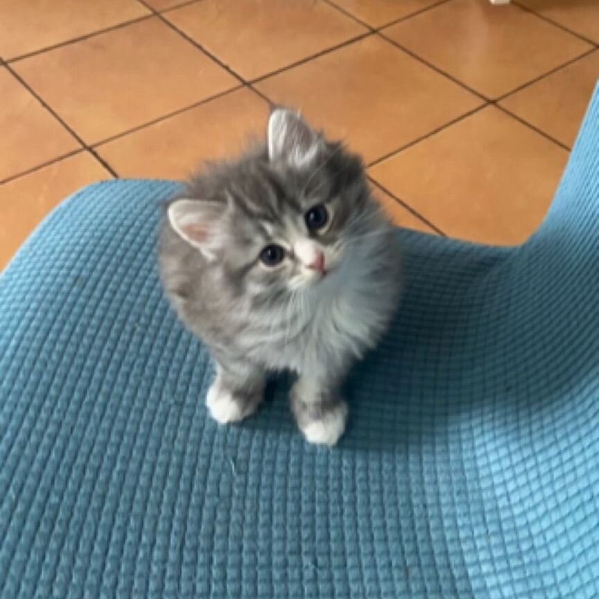 Шотландская кошка