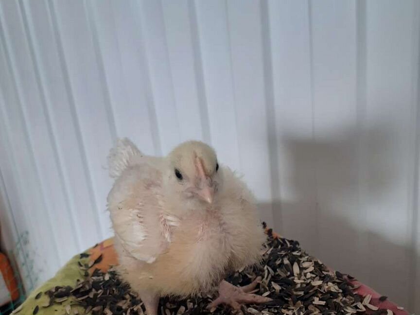 Цыплята бройлеры подрощенные