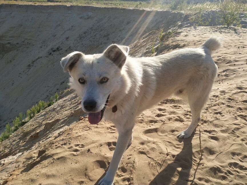 Пес Беляш ищет дом