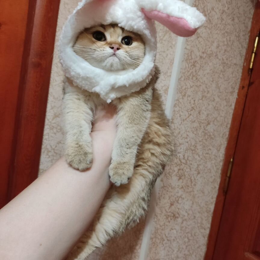 Золотой Котёнок Котик 5 мес