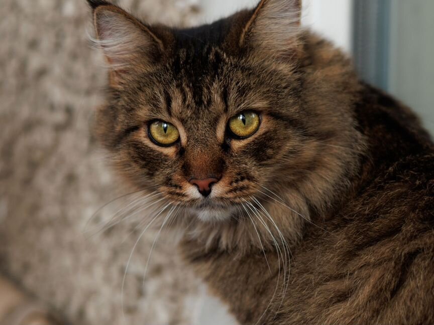 Кошка