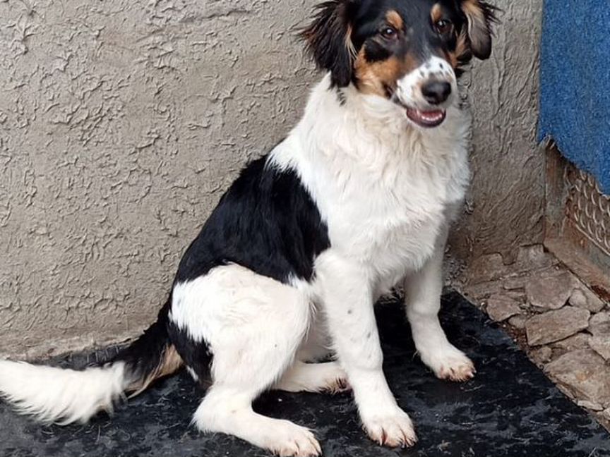 Собака в добрые руки щенок