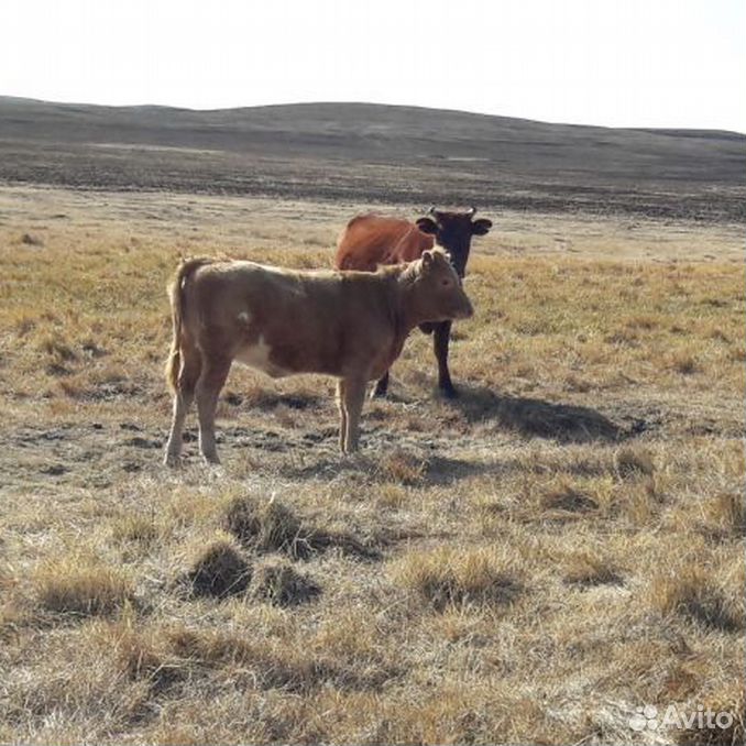 Тёлочки подсосные