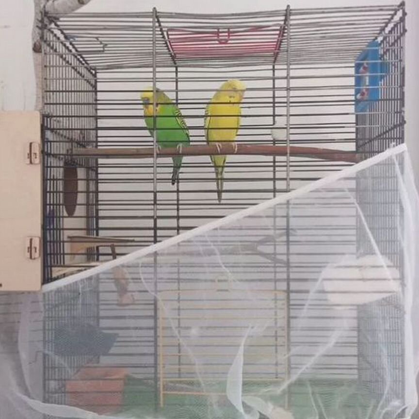 Волнистый попугай