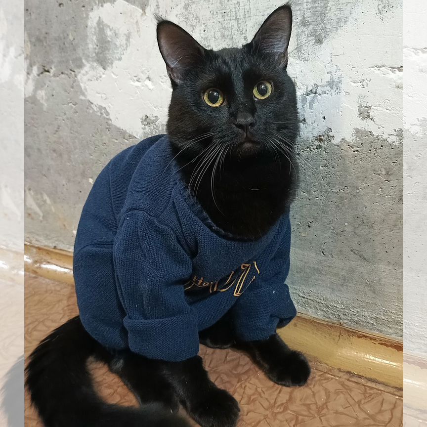 Мейн-кун котёнок