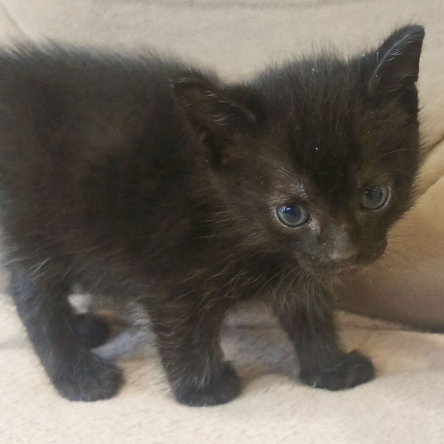 Отдам чудесных котят