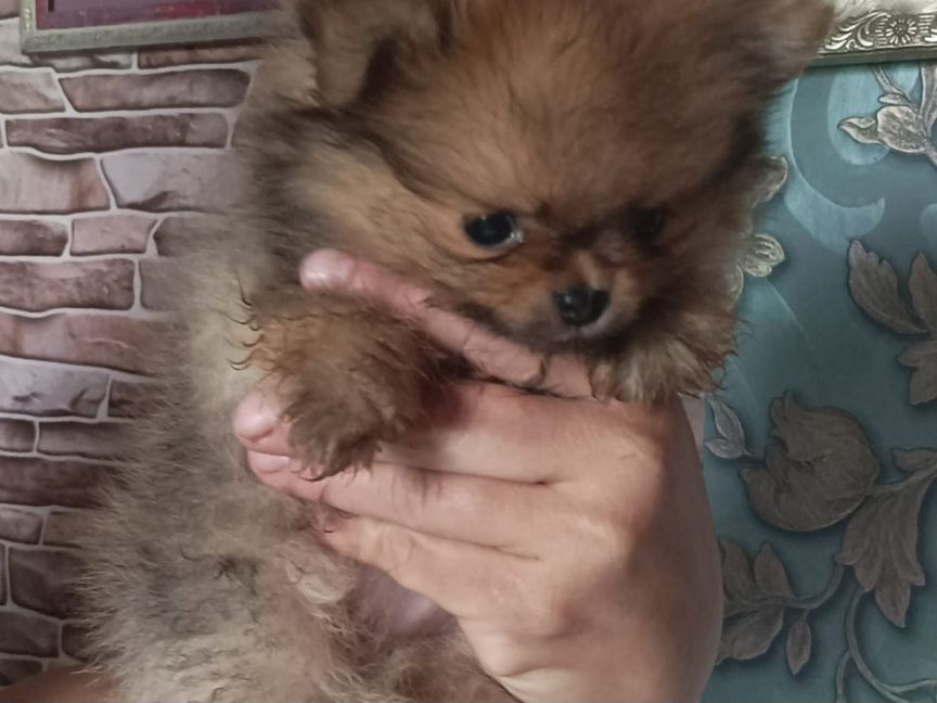 Породистая померашка