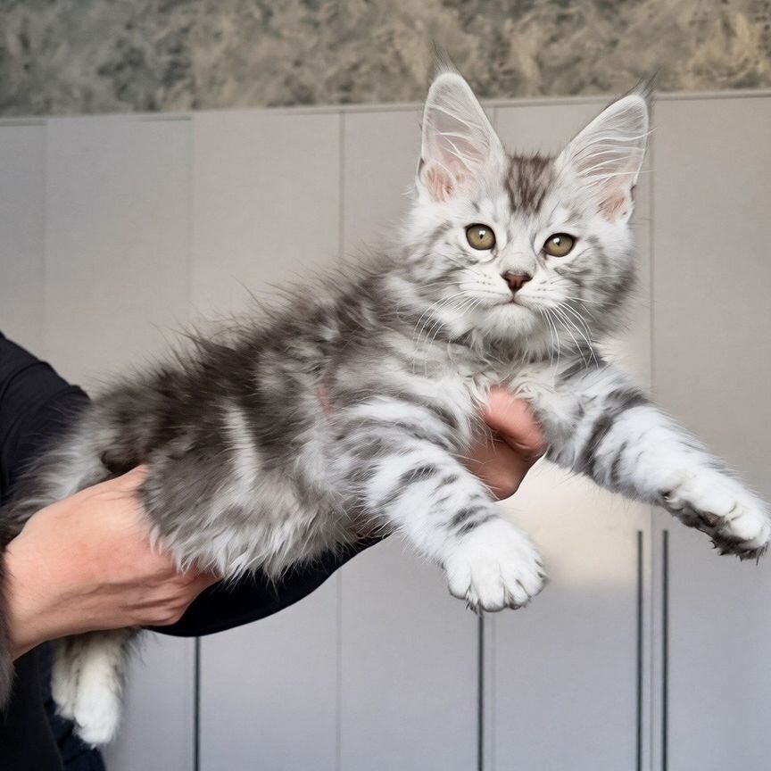 Мейн-кун котёнок