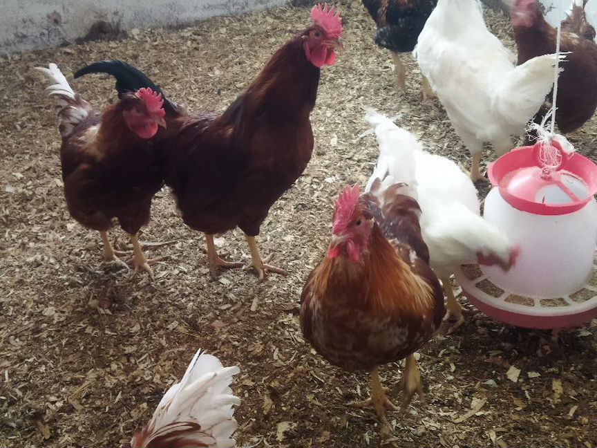 Петушки молодые