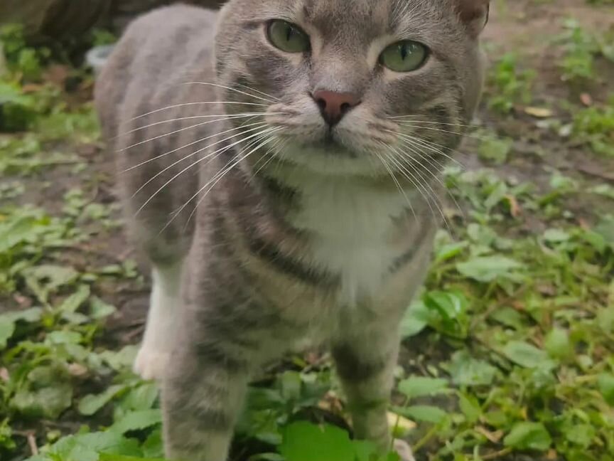 Кота душил живодер, ищем дом