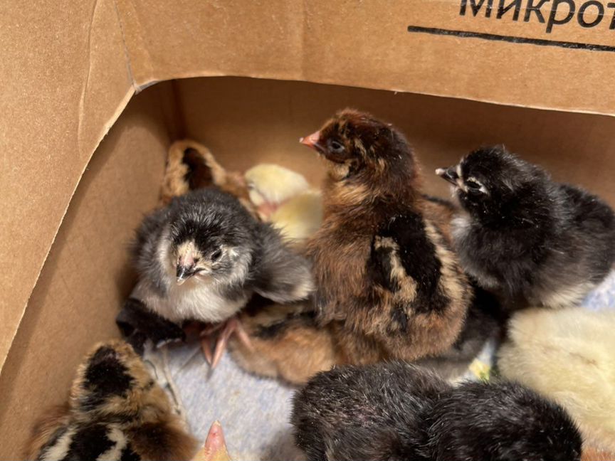 Цыплята суточные несушки