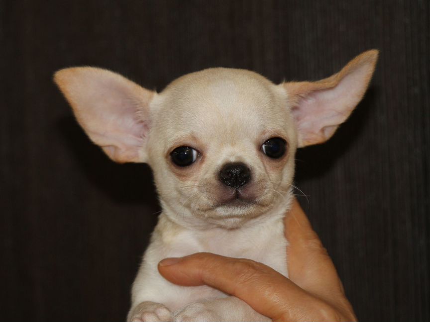 Шикарные щенки чихуахуа от чемпиона