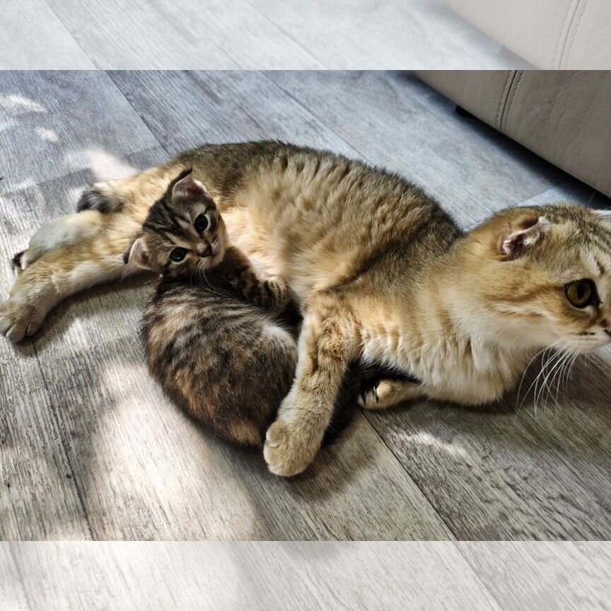 Шотландский вислоухий длинношёрстный котёнок
