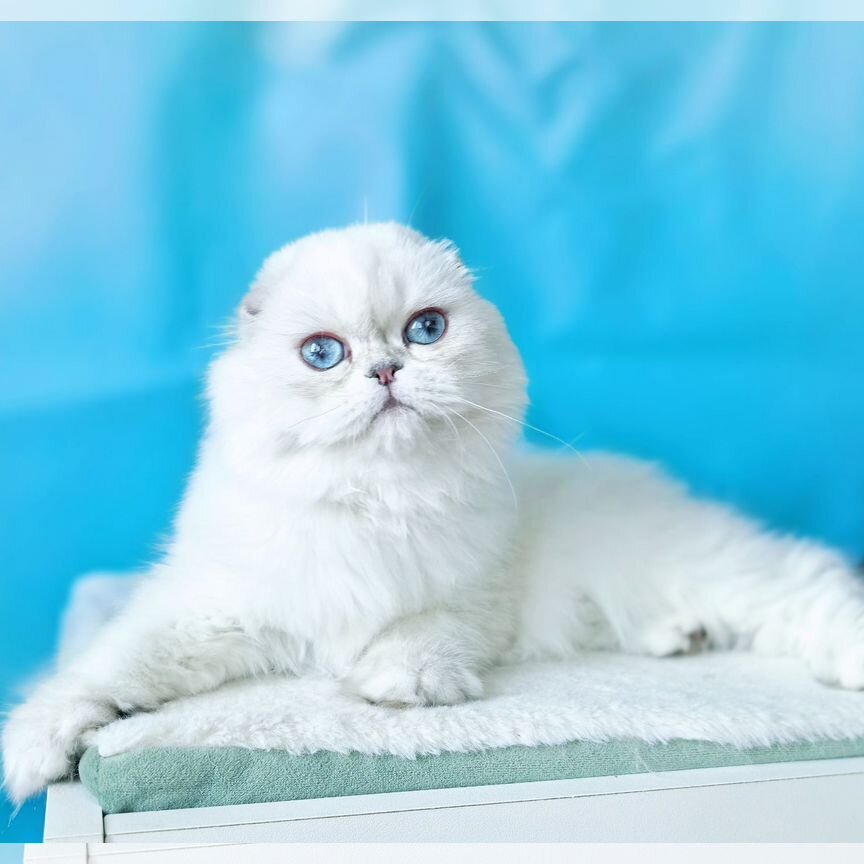 Шотландский вислоухий длинношёрстный котёнок