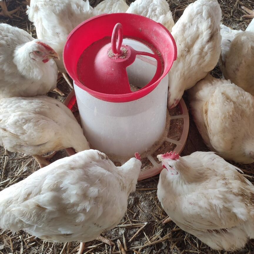 Куры бройлеры