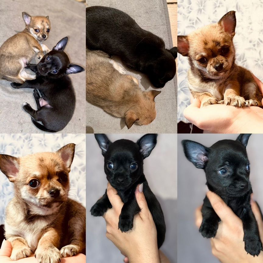 Щенки чихуахуа