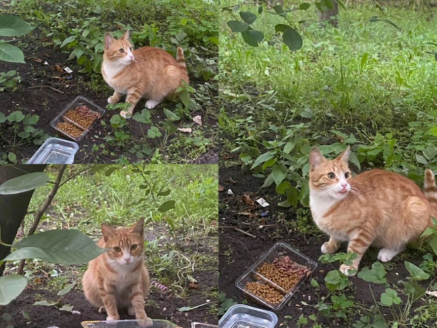 Рыженький котик ищет дом