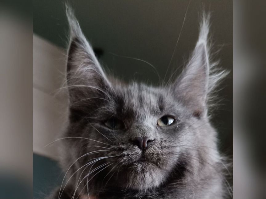 Мейн-кун девочка голубой солид