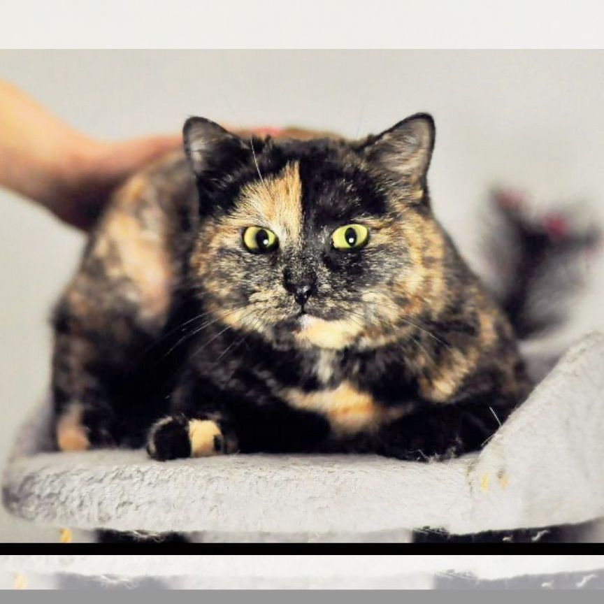 Кошечка