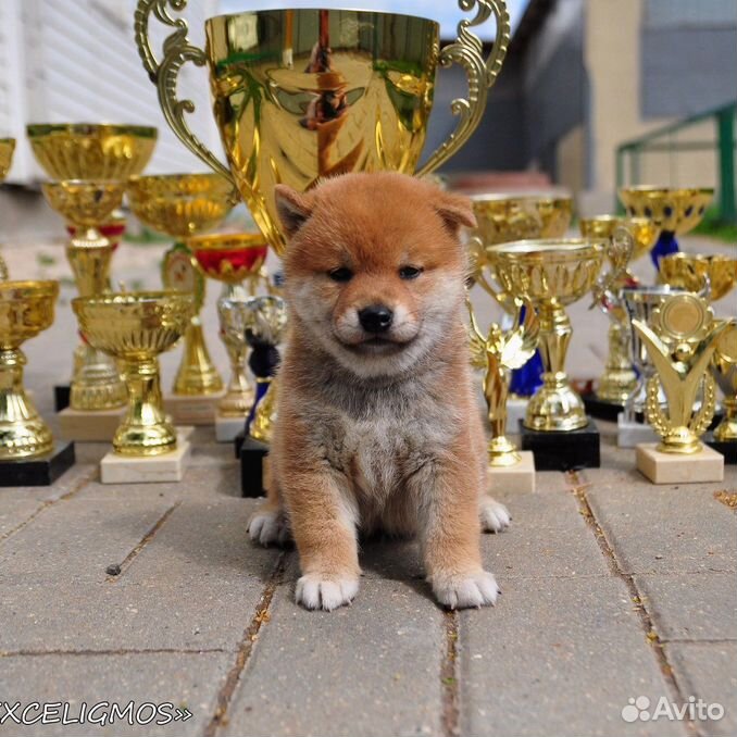 Сибята для вас